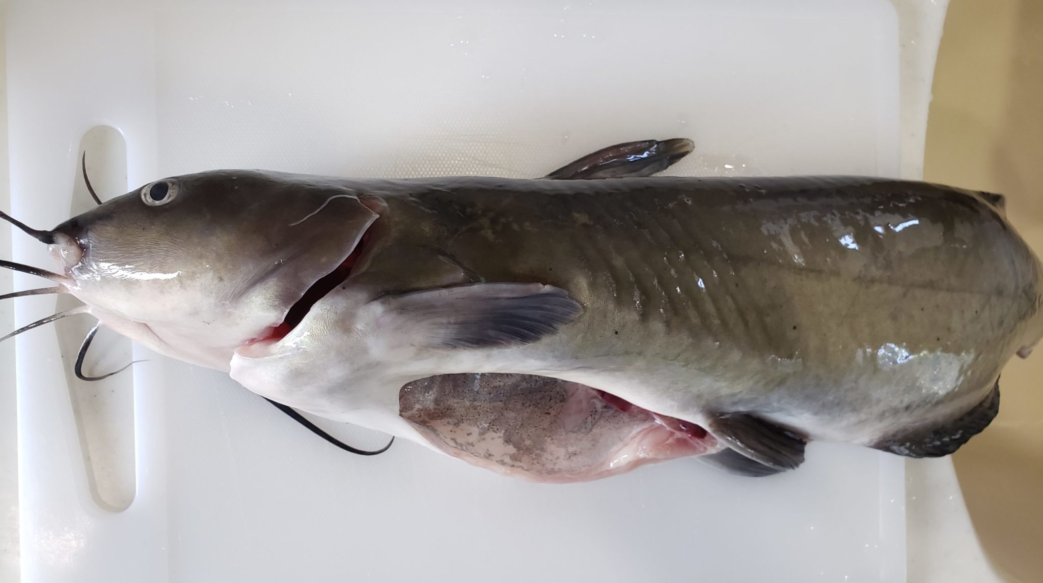 アメリカナマズは食べると美味いのか！なかなか難しい捌き方を紹介！ | 貧乏釣り部員五時レンジャー